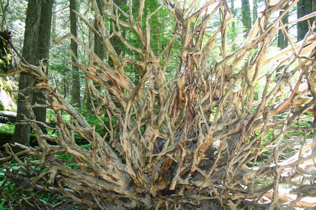 DouceLifeAt50.com – Life's Musing in English and French